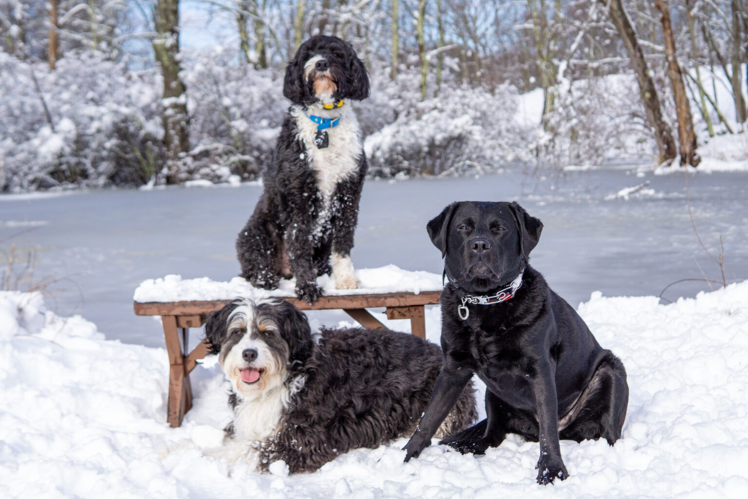 Alex Thompson - Tailwind Dog Training - FitPet Boston - Dog Walking ...