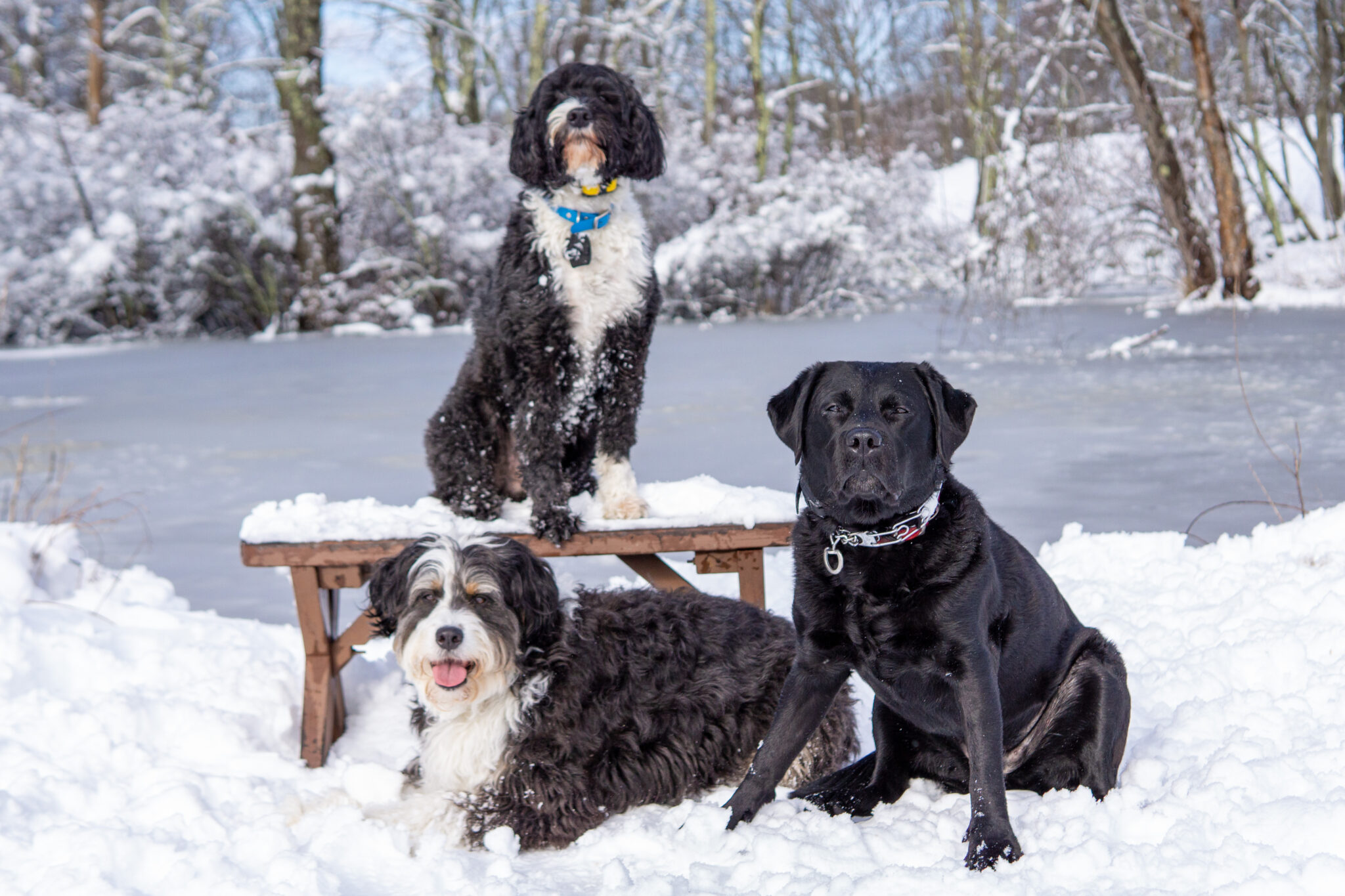 Alex Thompson - Tailwind Dog Training - FitPet Boston - Dog Walking ...